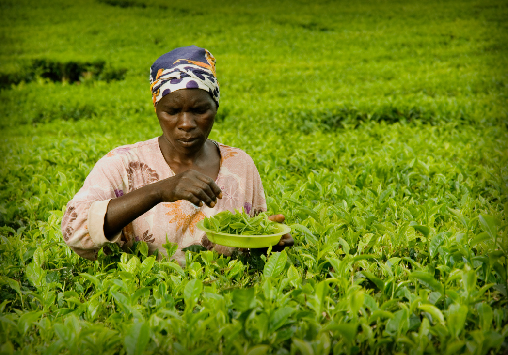 Tiyi – Malawi Fair Tea